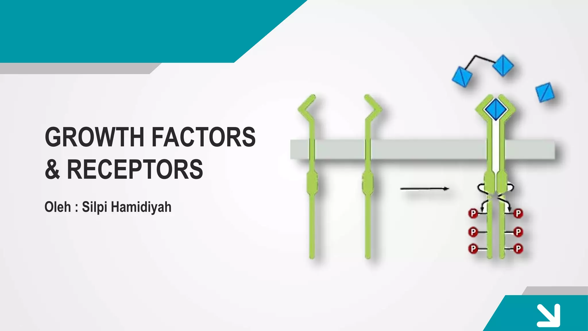 Biologi - Growth Factors & Receptors.pptx