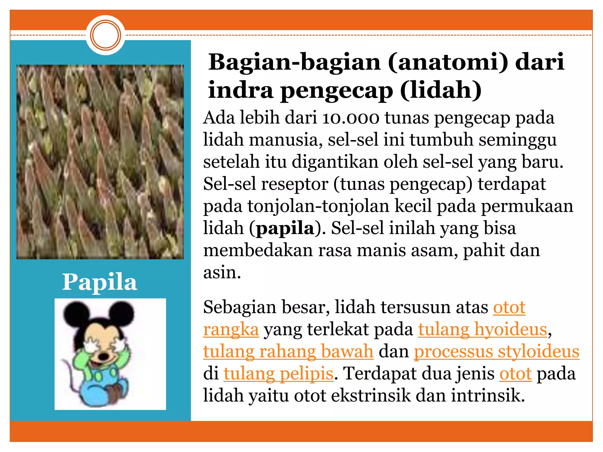 Indera Pengecap | PPTX