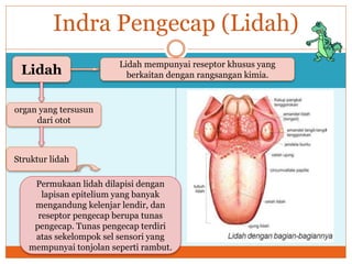 Indera Pengecap | PPTX