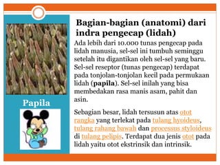 Indera Pengecap | PPTX
