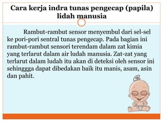 Indera Pengecap | PPTX