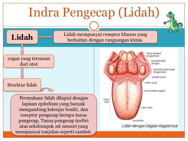 Bagian Bagian Dan Cara Kerja Indera Pengecap Lidah Mata Pelajaran - Riset