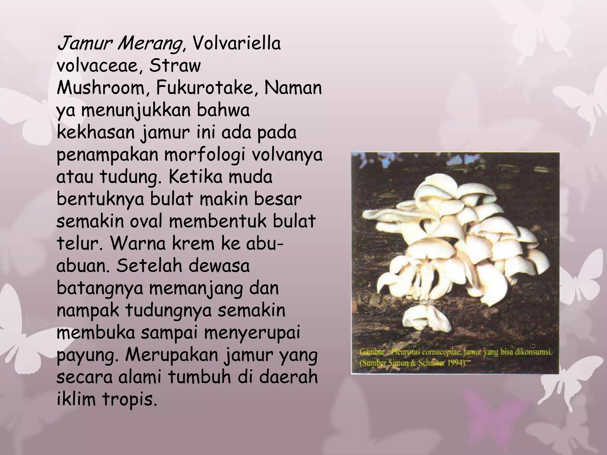 Jamur Merang | PPTX