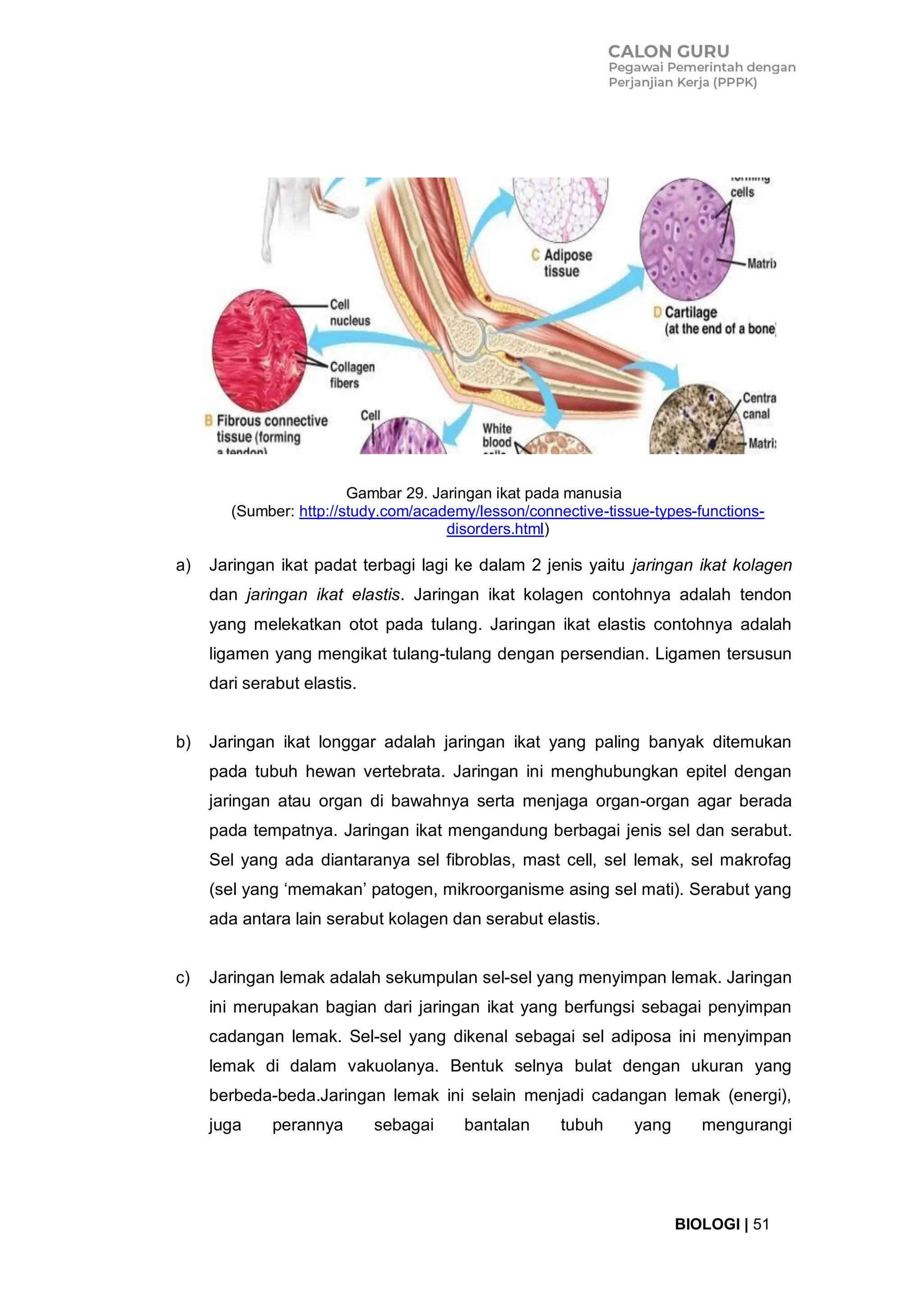 Struktur dan fungsi tumbuhan kelas xi semeter 1 | PDF