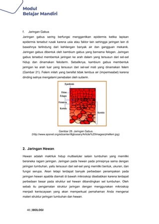 Struktur dan fungsi tumbuhan kelas xi semeter 1 | PDF