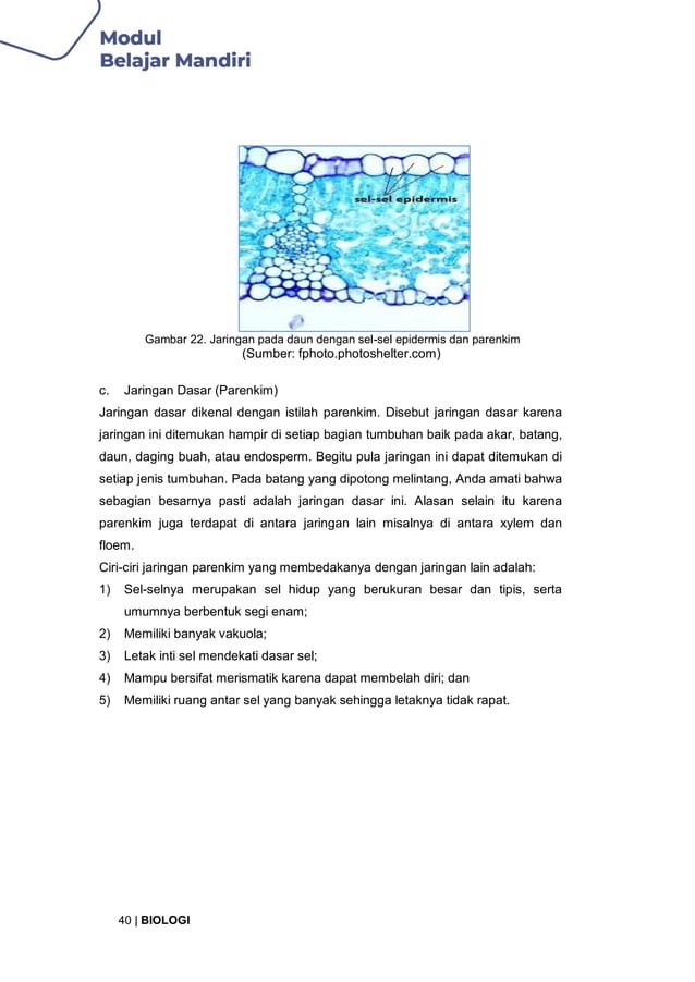 Struktur dan fungsi tumbuhan kelas xi semeter 1 | PDF | Free Download