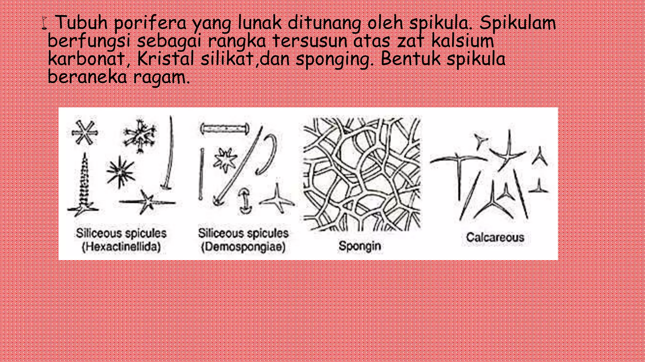 Biologi porifera dan coelenterata versi 2 | PPTX
