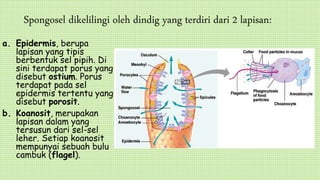 Biologi porifera dan coelenterata versi 2 | PPTX