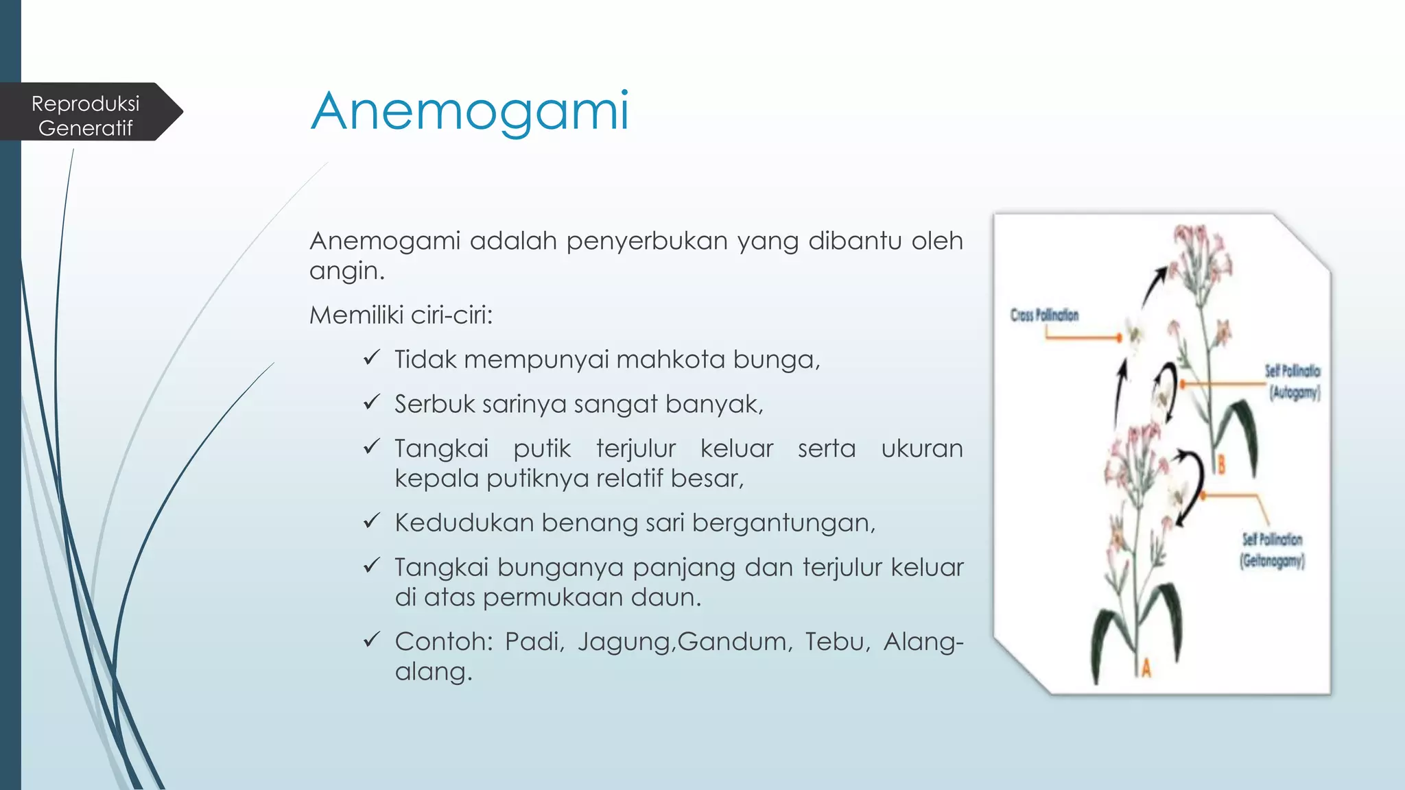 Reproduksi Tumbuhan - XI IPA | PPTX