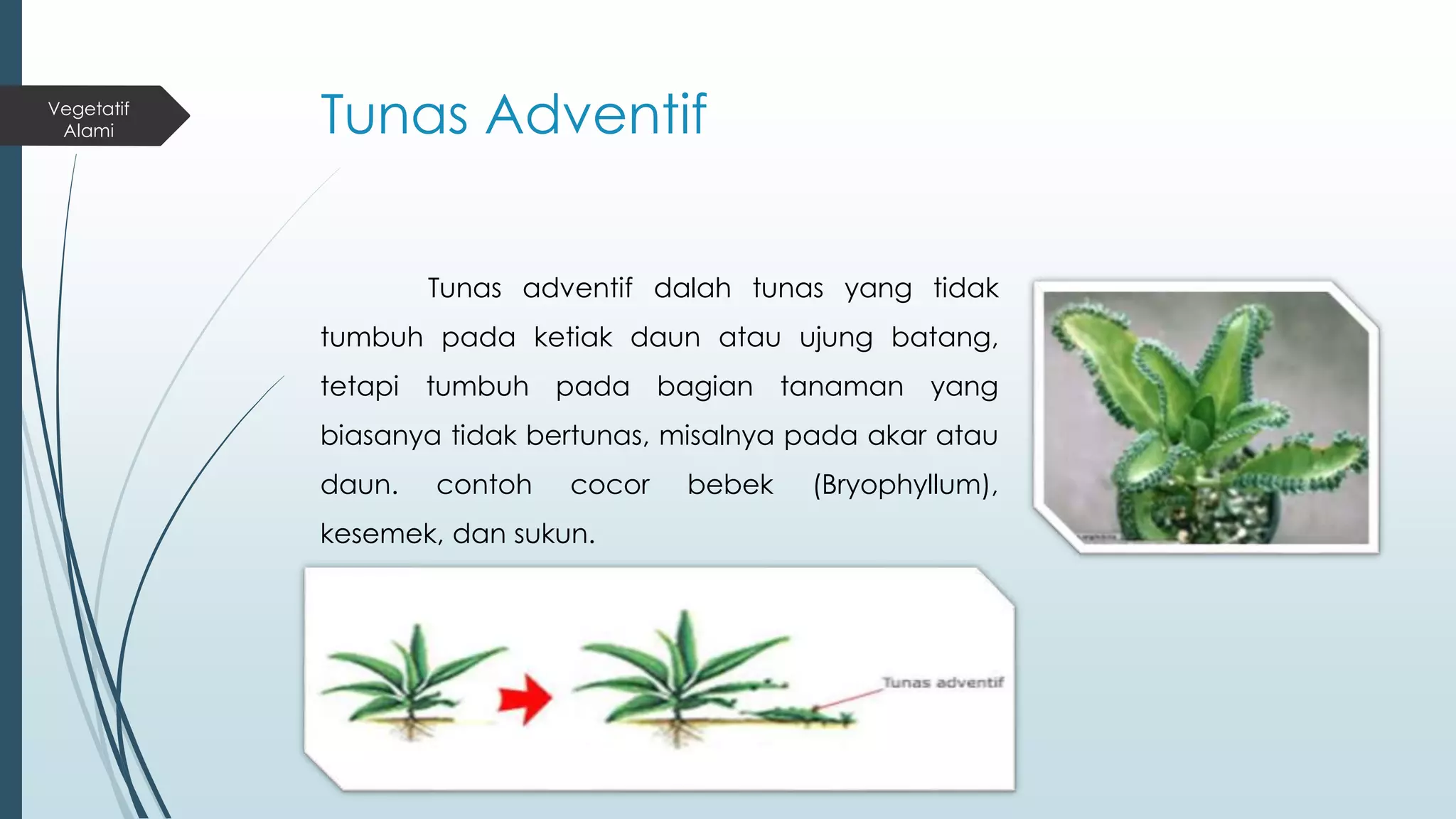 Reproduksi Tumbuhan - XI IPA | PPTX