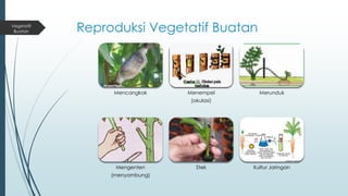 Reproduksi Tumbuhan - XI IPA | PPTX