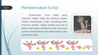 Reproduksi Tumbuhan - XI IPA | PPTX