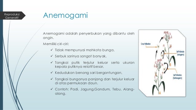 Reproduksi Tumbuhan - XI IPA