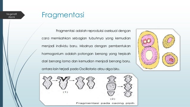 Reproduksi Tumbuhan - XI IPA