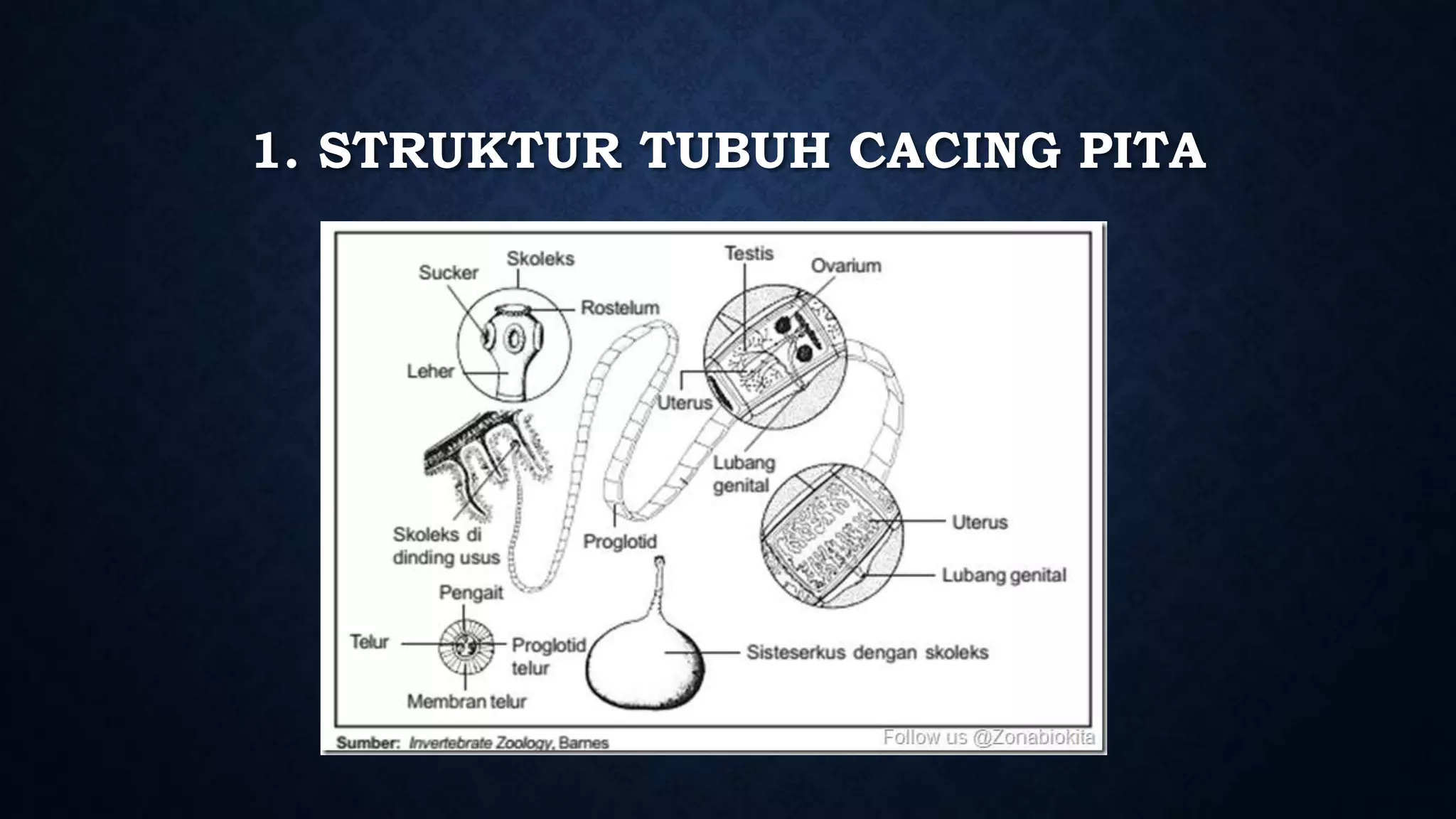 Biologi Seputar Kehidupan Cacing Pita | PPTX