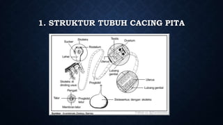 Biologi Seputar Kehidupan Cacing Pita | PPT