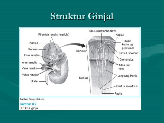 Biologi sistem ekskresi pada ginjal | PPT
