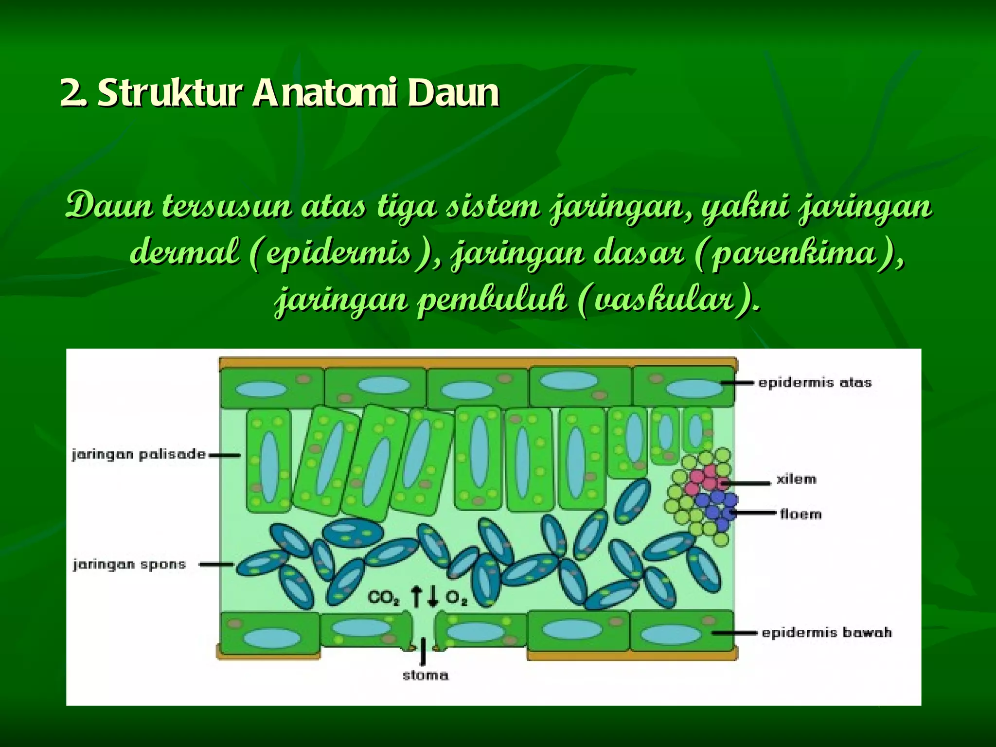 Biologi struktur dan fungsi jaringan tumbuhan | PPT