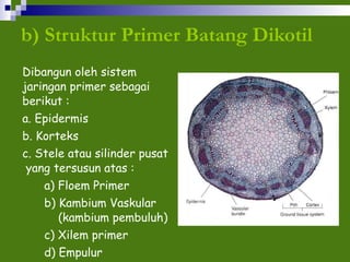 Biologi struktur dan fungsi jaringan tumbuhan | PPT