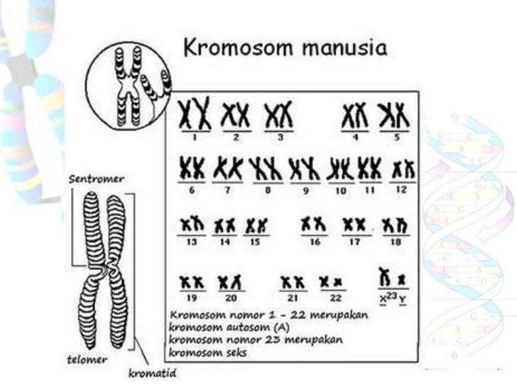 Biologi 12 Substansi Hereditas Dan Reproduksi Sel