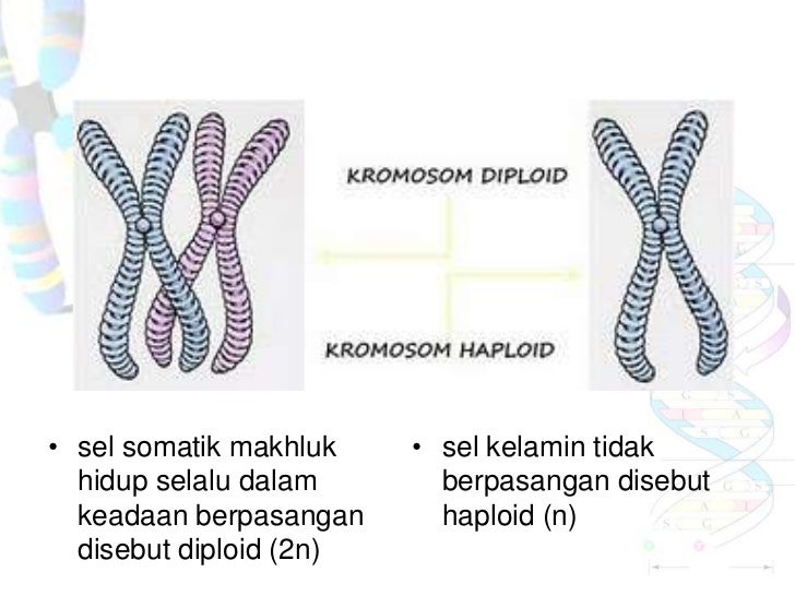 Biologi 12 Substansi Hereditas Dan Reproduksi Sel