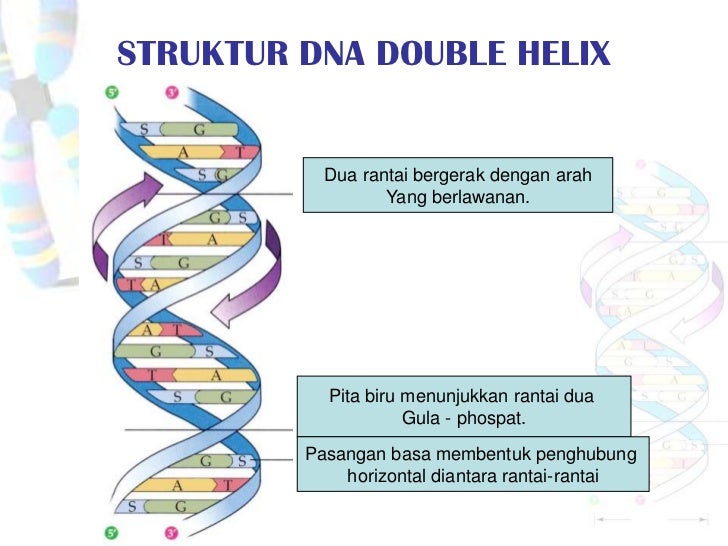 Biologi 12 substansi hereditas dan reproduksi sel