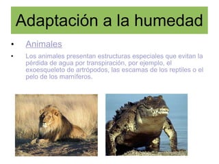 biologia blancadelarco | PPT