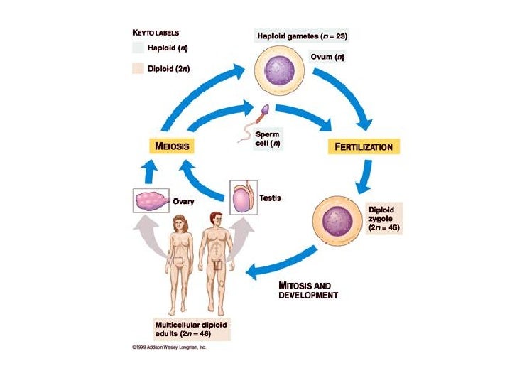 Biologia – 12º Ano (ReproduçãO Humana E ManipulaçãO Da Fertilidade)