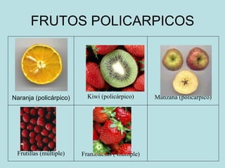Biologia | PPT