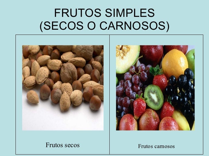 Frutos secos y carnosos - Imagui