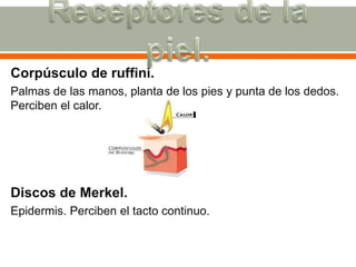 Biologia sentido del tacto. | PPTX
