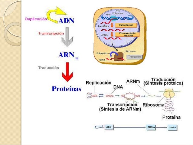 Transcripcion Y Traduccion Del Adn