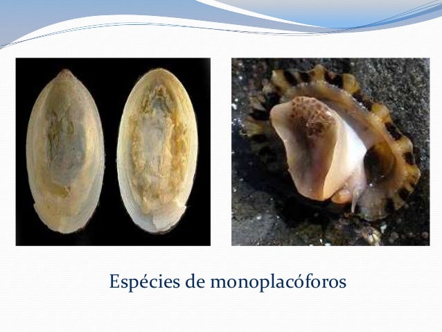 Biologia - Moluscos e Anelídeos