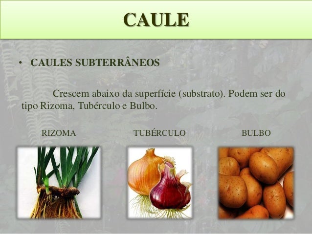 Organologia Vegetal - Carlos Eduardo