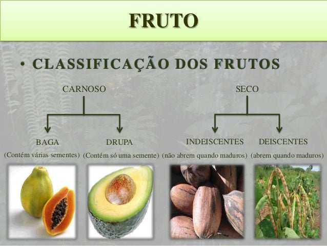 Organologia Vegetal - Carlos Eduardo