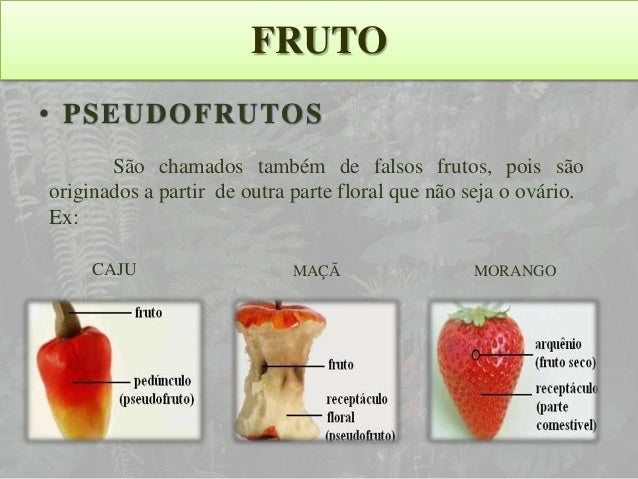 Organologia Vegetal - Carlos Eduardo