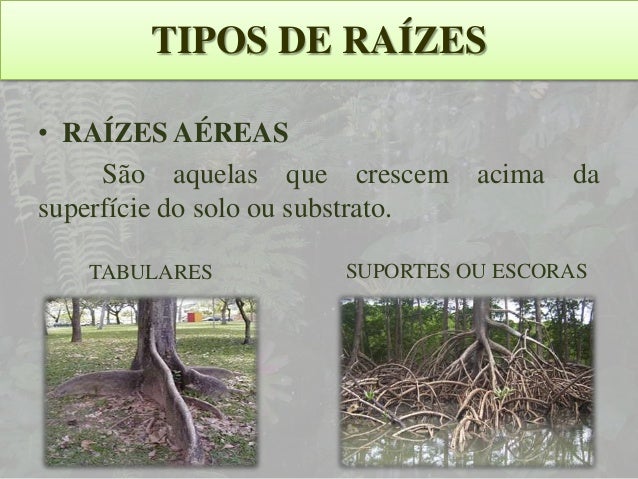 Organologia Vegetal - Carlos Eduardo