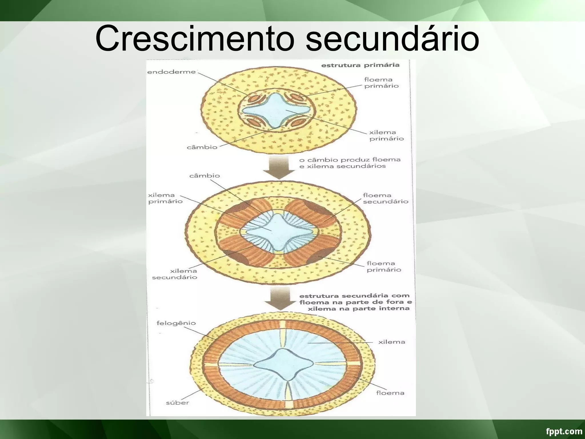Morfologia: Raiz, Caule e Folhas | PPT