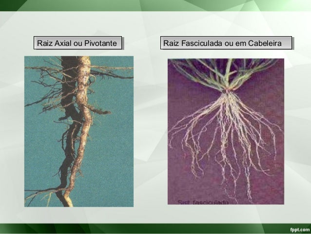 Morfologia: Raiz, Caule e Folhas