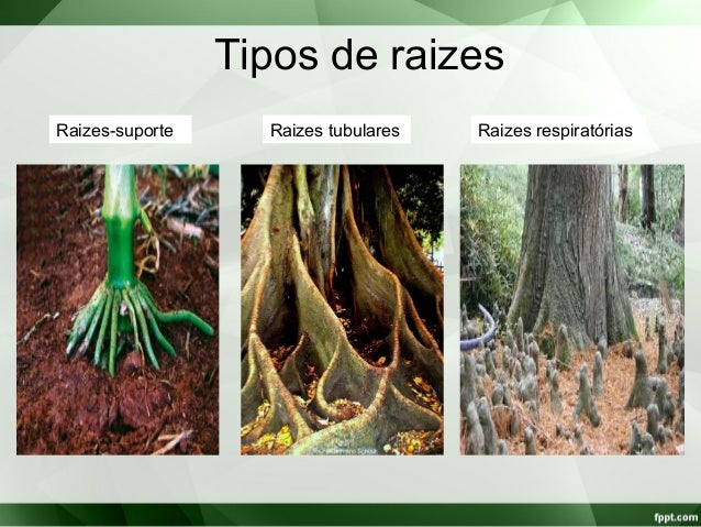 Morfologia: Raiz, Caule e Folhas