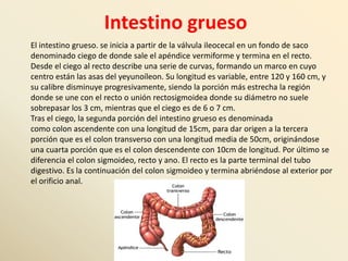 Biologia | PPTX