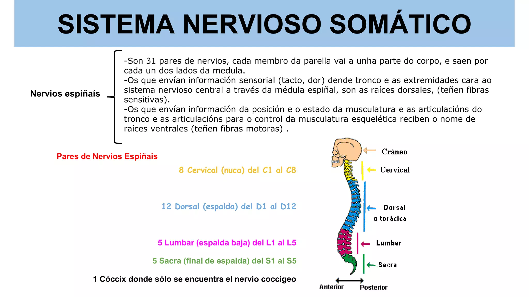 SISTEMA NERVIOSO CON LETRA | PPTX