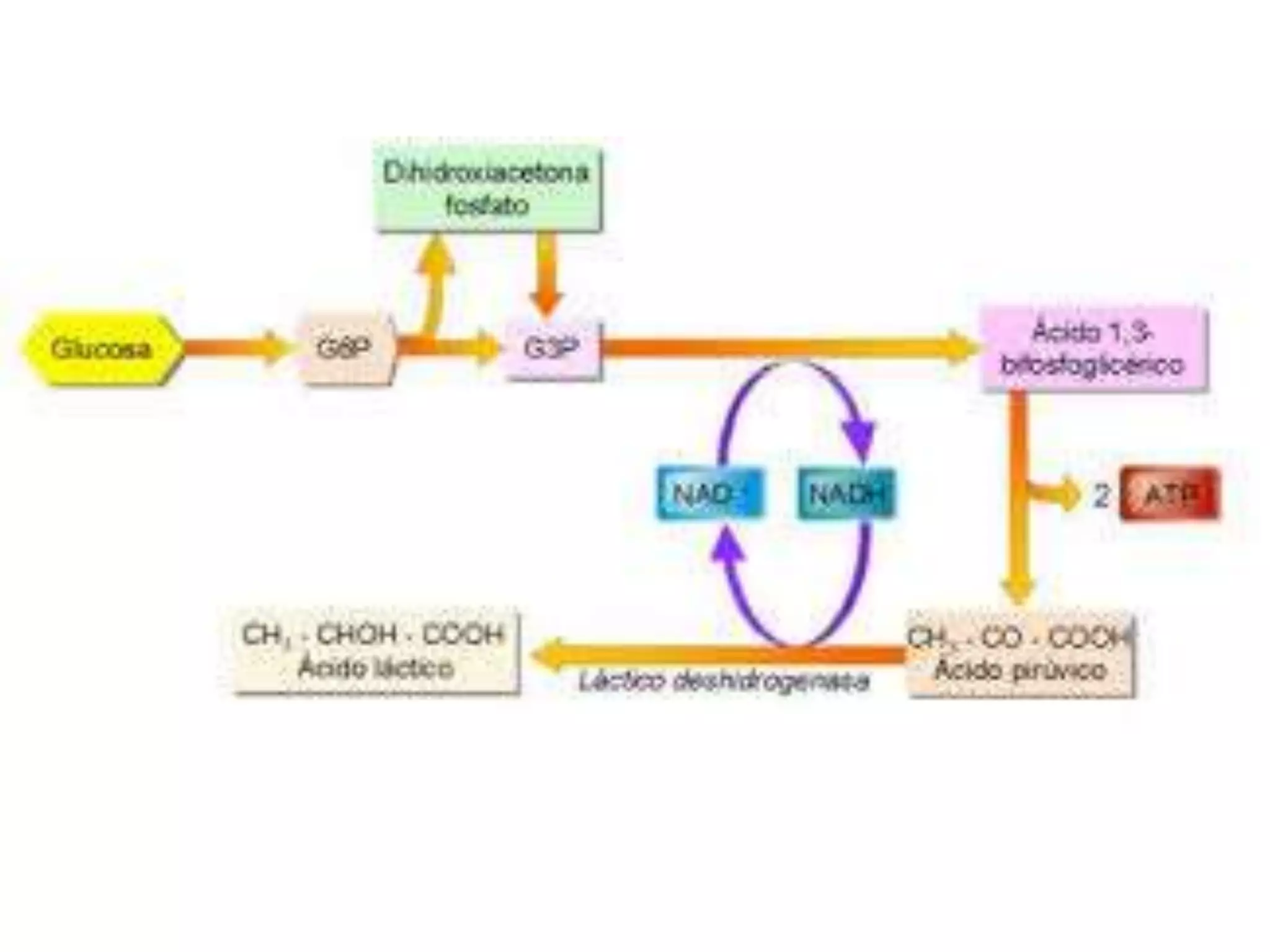 Glucólisis, Ciclo de Krebs, Fermentación Alcohólica y Láctica en ...
