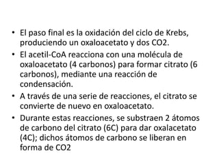 Glucólisis, Ciclo de Krebs, Fermentación Alcohólica y Láctica en ...