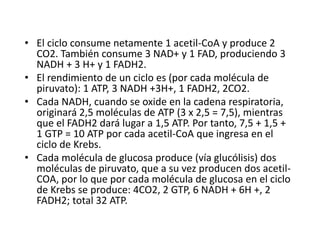 Glucólisis, Ciclo de Krebs, Fermentación Alcohólica y Láctica en ...