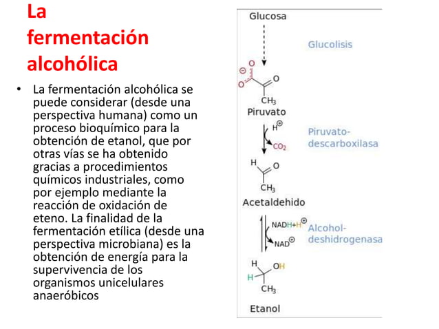Glucólisis, Ciclo de Krebs, Fermentación Alcohólica y Láctica en ...