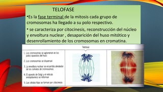 Ciclo celular: Mitosis, meiosis y apoptosis | PPT
