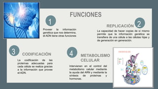 BIOLOGIA adn y arn,datos complementarios sobre este tema | PPTX