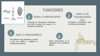 BIOLOGIA adn y arn,datos complementarios sobre este tema | PPTX
