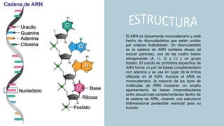 BIOLOGIA adn y arn,datos complementarios sobre este tema | PPTX
